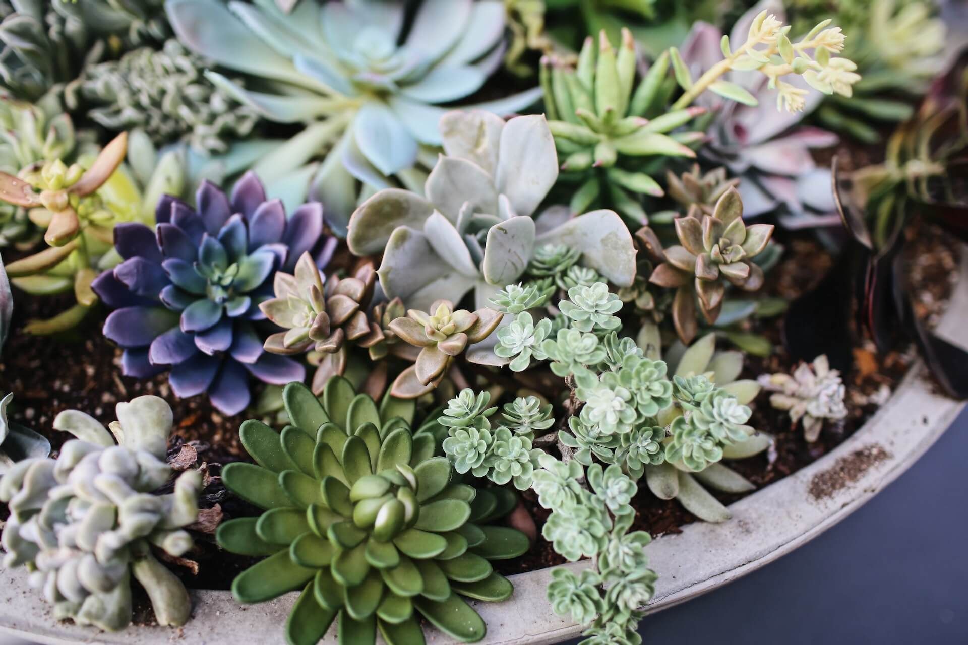 What is a Succulent: Definition and Popular Succulent Types