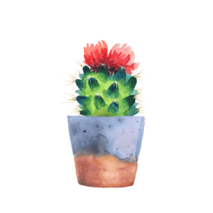 What is a Succulent: Definition and Popular Succulent Types