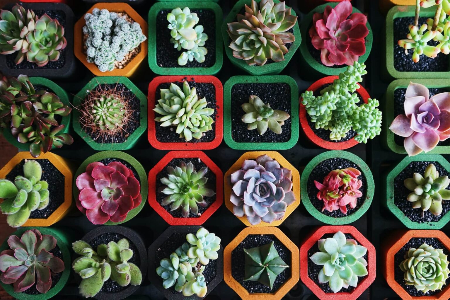 What is a Succulent: Definition and Popular Succulent Types