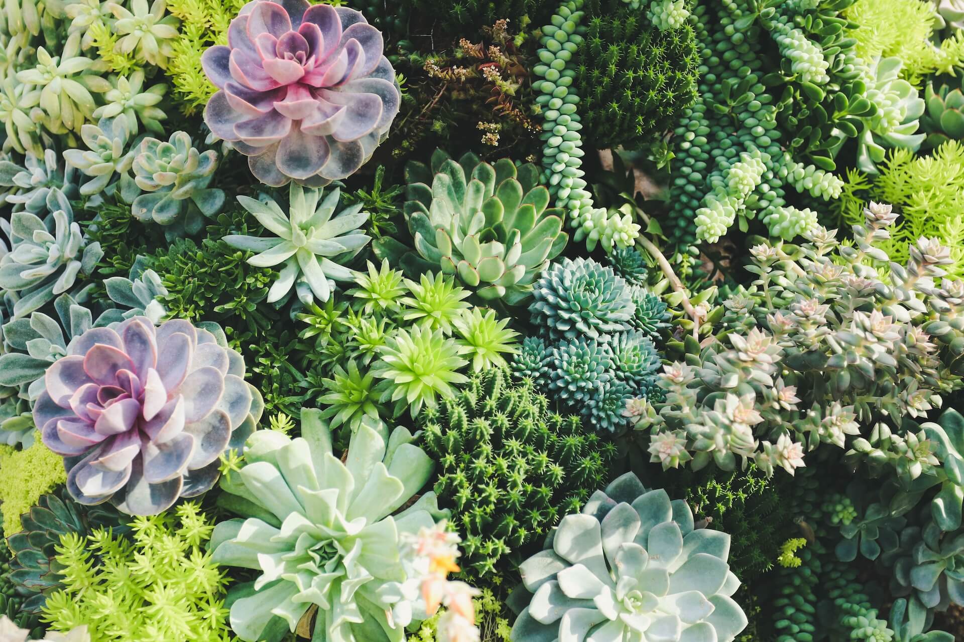 22 Different Types Of Succulents To Beautify Your Garden
